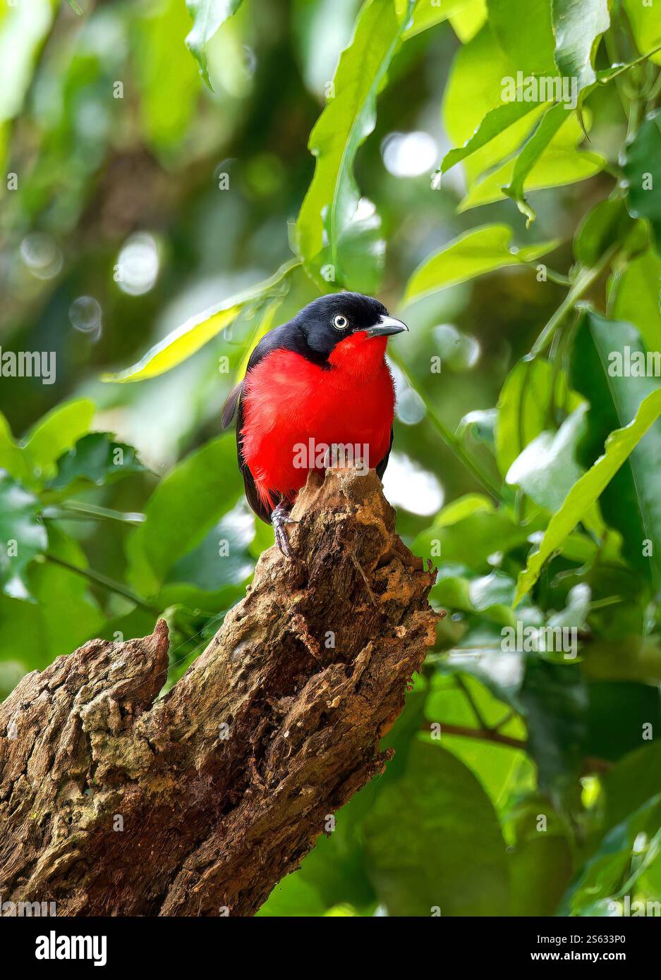 black-headed gonolek, Scharlachwürger, Gonolek à ventre rouge ...