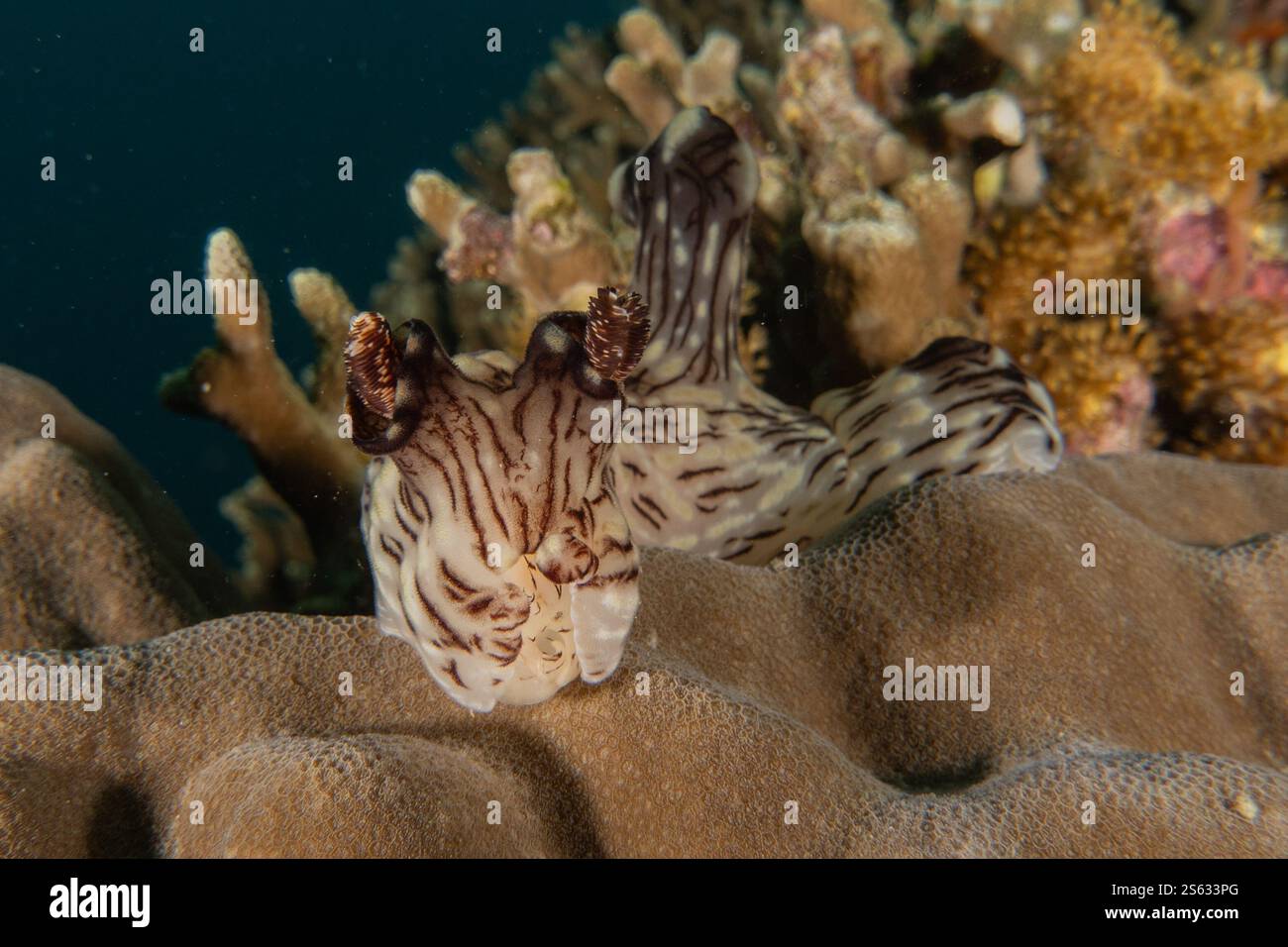 Sea slug in the Sea of the Philippines Stock Photo - Alamy