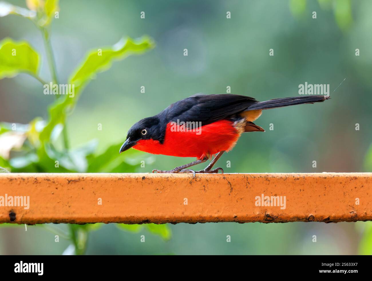 black-headed gonolek, Scharlachwürger, Gonolek à ventre rouge ...