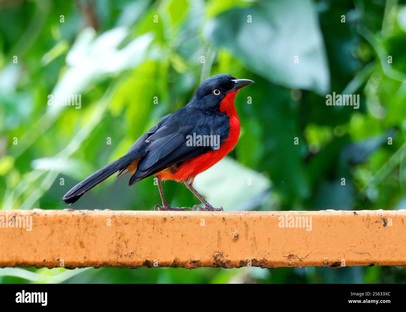 black-headed gonolek, Scharlachwürger, Gonolek à ventre rouge ...
