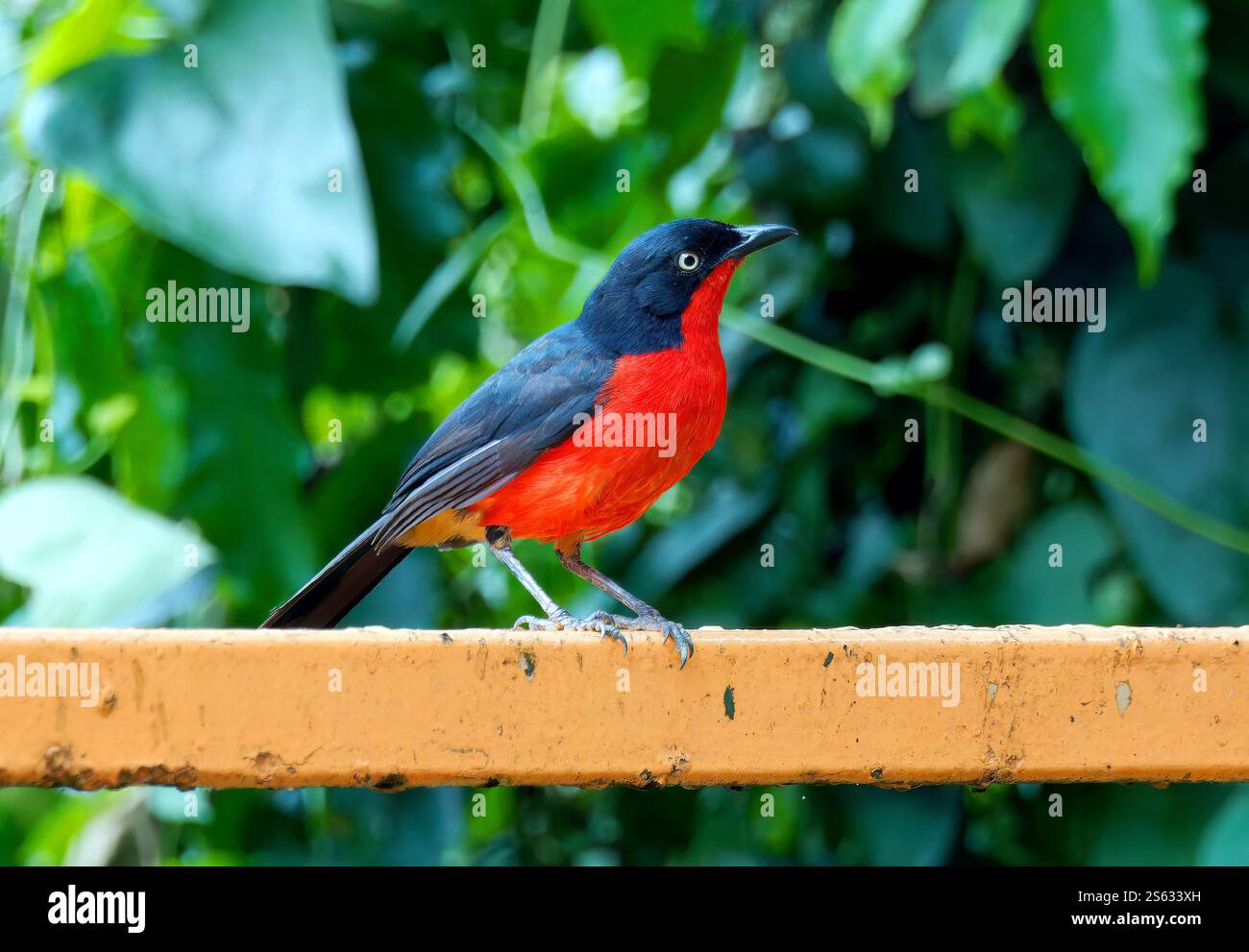 black-headed gonolek, Scharlachwürger, Gonolek à ventre rouge ...