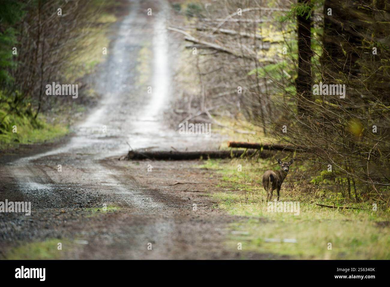 Sitka Blacktail Deer (Odocoileus hemionus sitkensis) in old growth ...