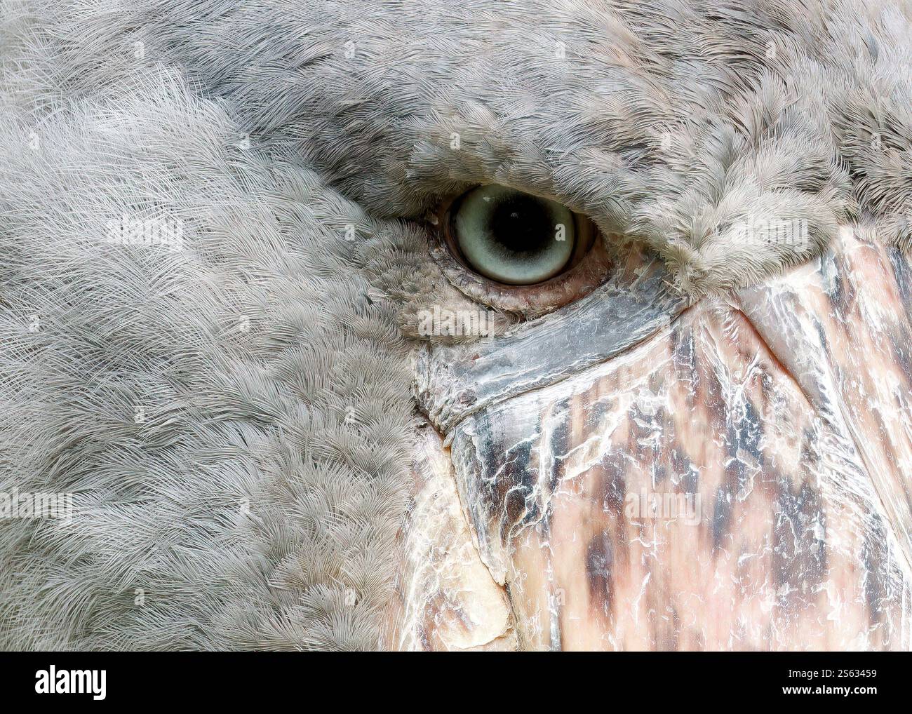 shoebill, shoe-billed stork, Abu Markub, Schuhschnabel, Bec-en-sabot du ...