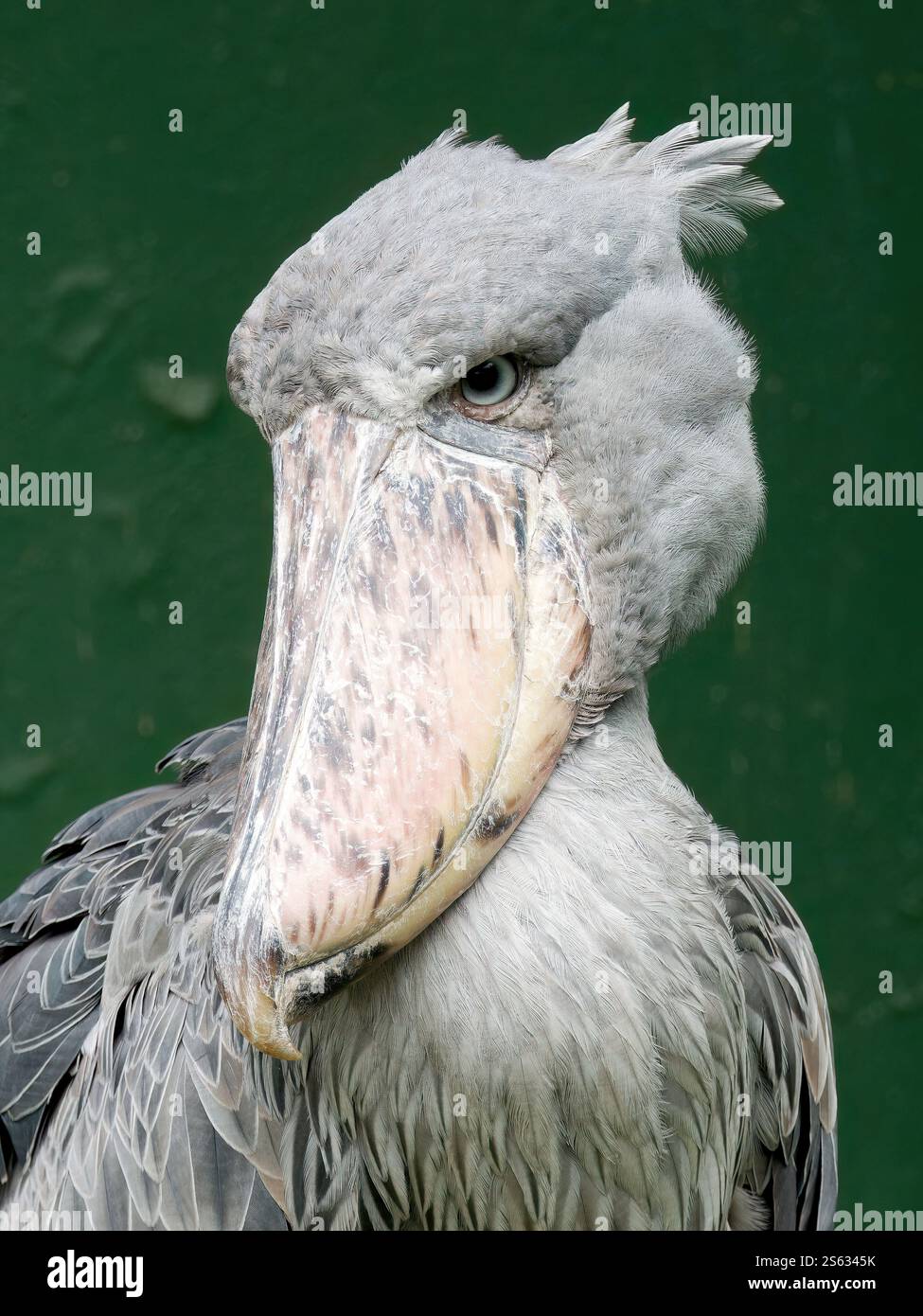 shoebill, shoe-billed stork, Abu Markub, Schuhschnabel, Bec-en-sabot du ...