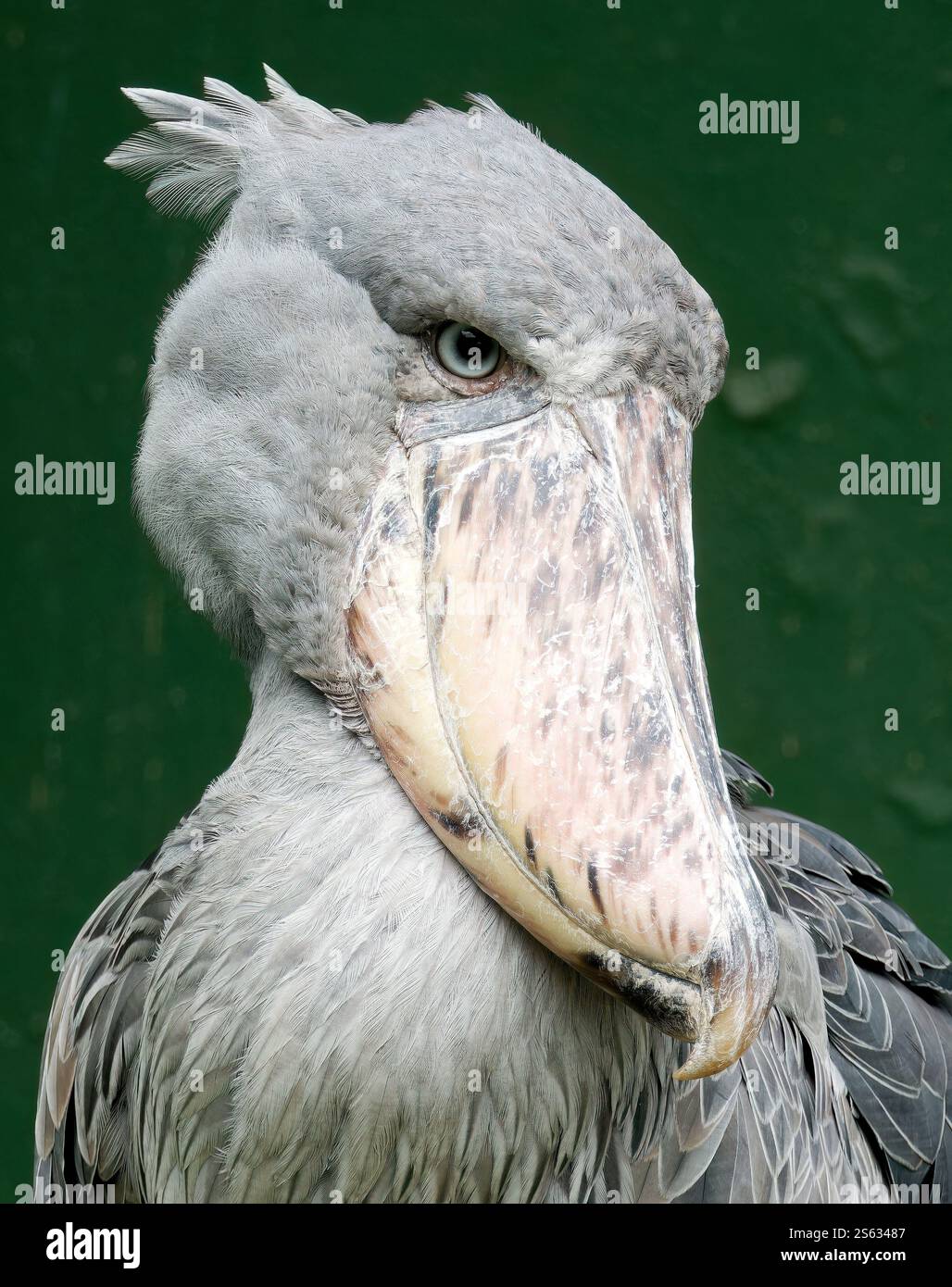 shoebill, shoe-billed stork, Abu Markub, Schuhschnabel, Bec-en-sabot du ...