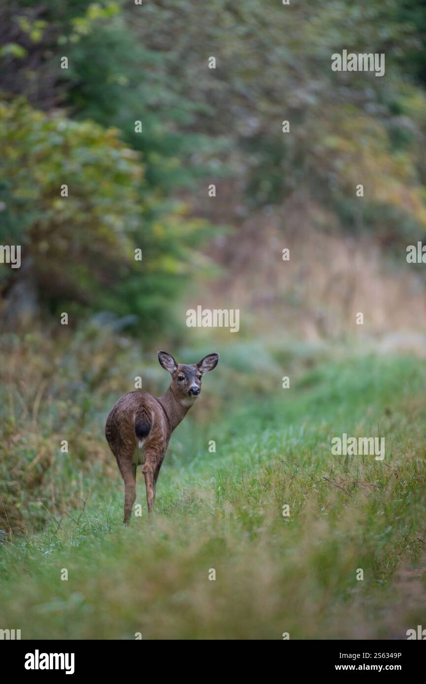 Sitka Blacktail Deer (Odocoileus hemionus sitkensis) in old growth ...