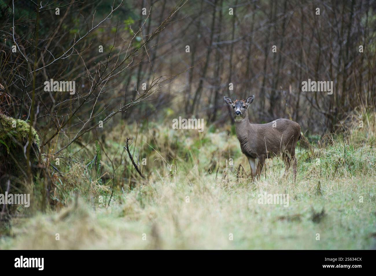 Sitka Blacktail Deer (Odocoileus hemionus sitkensis) in old growth ...