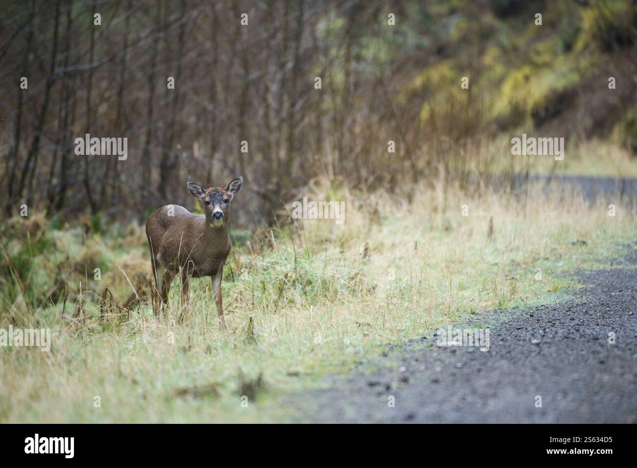 Sitka Blacktail Deer (Odocoileus hemionus sitkensis) in old growth ...