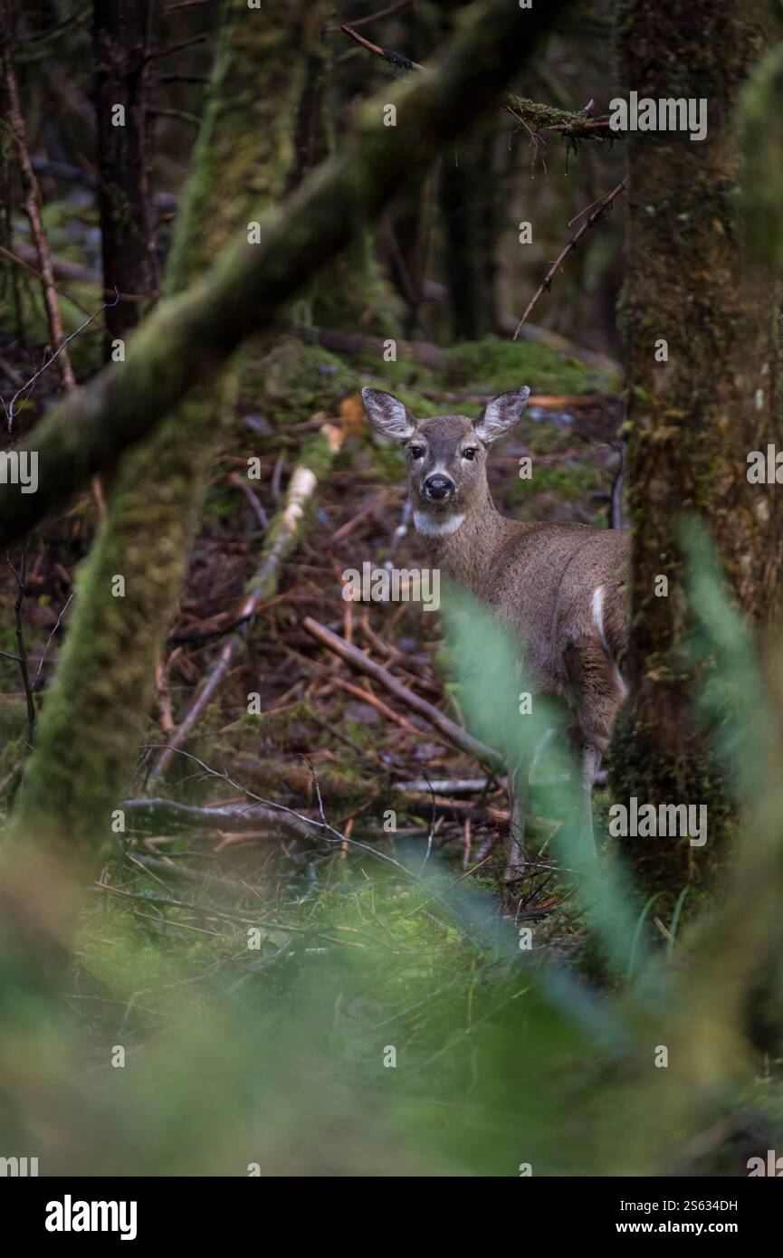 Sitka Blacktail Deer (Odocoileus hemionus sitkensis) in old growth ...