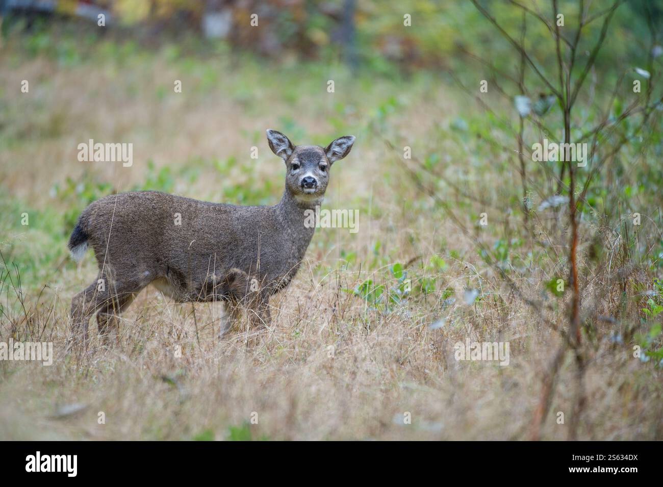 Sitka Blacktail Deer (Odocoileus hemionus sitkensis) in old growth ...