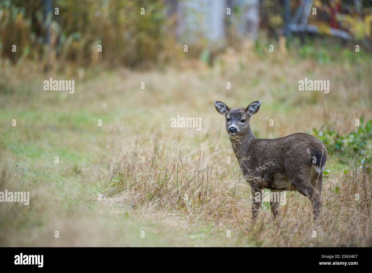 Sitka Blacktail Deer (Odocoileus hemionus sitkensis) in old growth ...