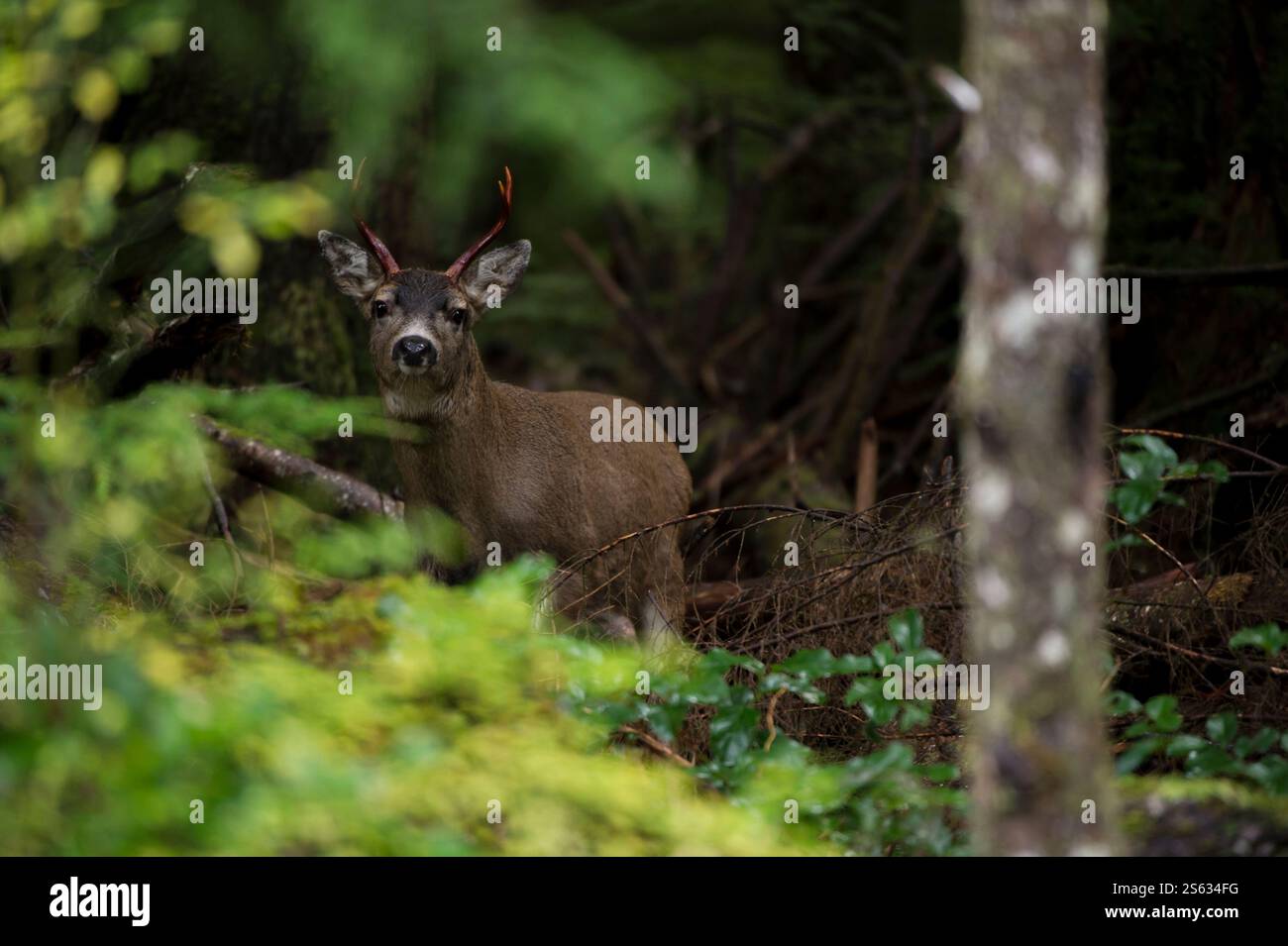 Sitka Blacktail Deer (Odocoileus hemionus sitkensis) in old growth ...