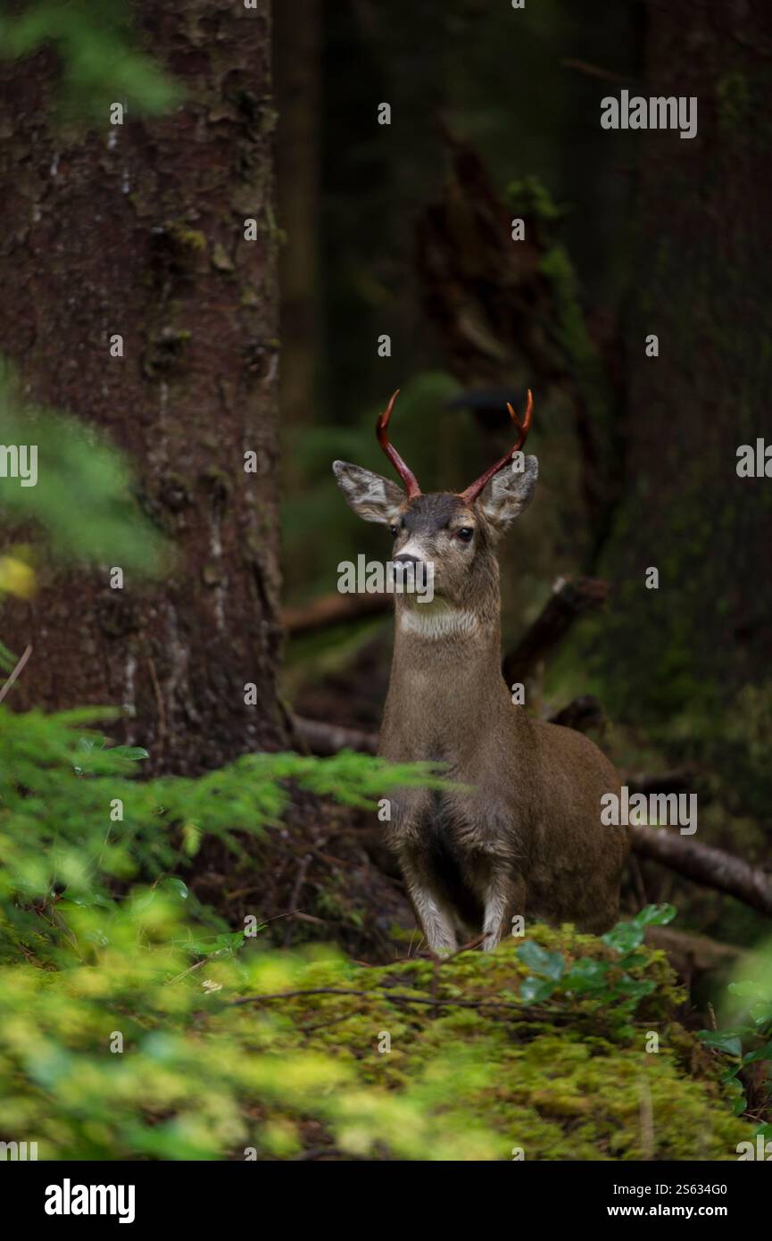 Sitka Blacktail Deer (Odocoileus hemionus sitkensis) in old growth ...