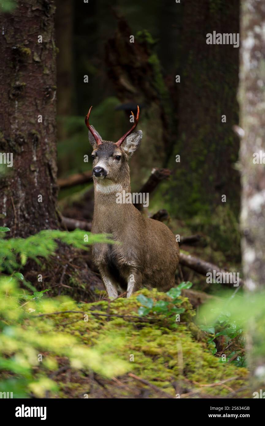 Sitka Blacktail Deer (Odocoileus hemionus sitkensis) in old growth ...