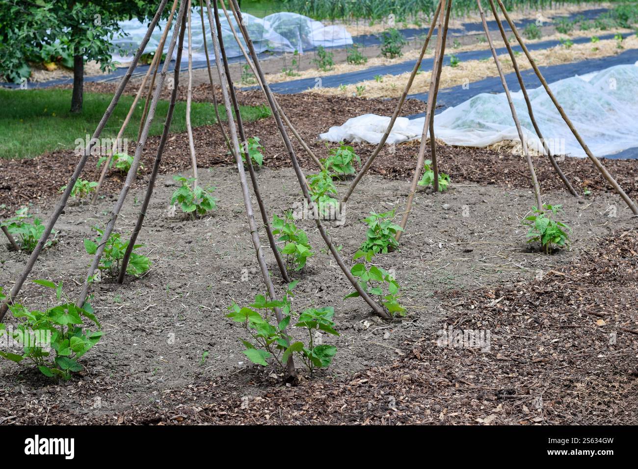 Closeup runner bean tipi support structures in a garden using sticks ...