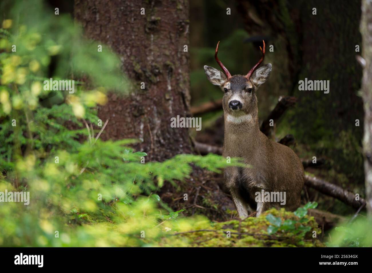 Sitka Blacktail Deer (Odocoileus hemionus sitkensis) in old growth ...