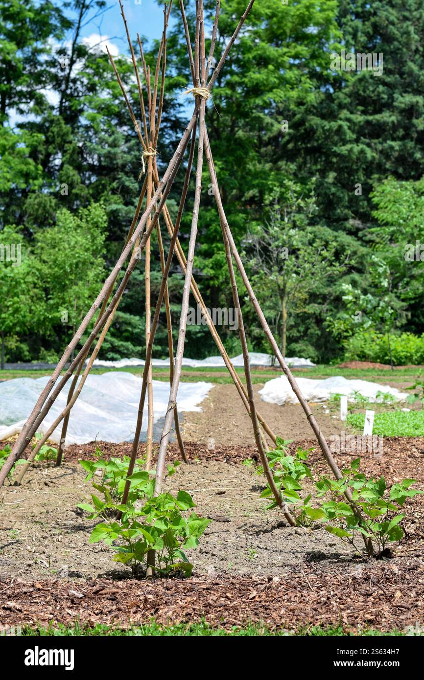 Diy runner bean tipi support structures in a garden using sticks Stock ...