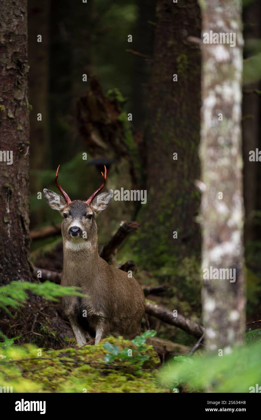 Sitka Blacktail Deer (Odocoileus hemionus sitkensis) in old growth ...