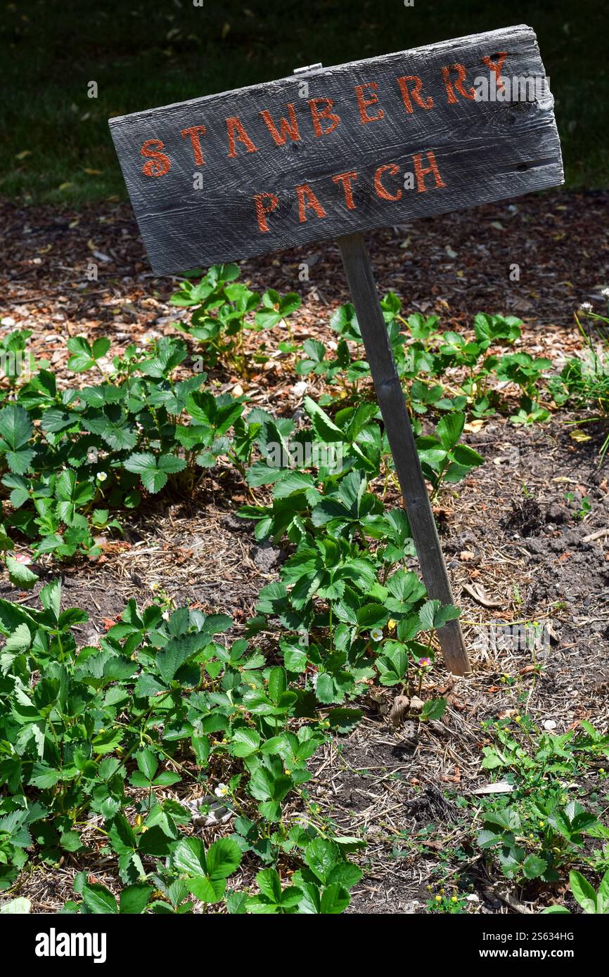 Wooden strawberry patch sign in a garden Stock Photo - Alamy