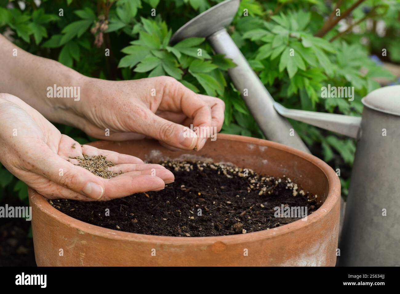 Gardener sowing seeds in terracotta pot outside Stock Photo - Alamy