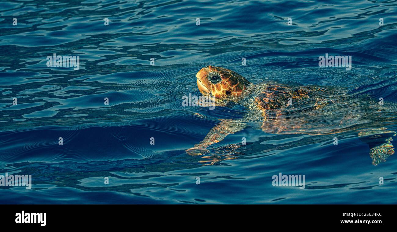 loggerhead turtle (Caretta caretta) swimming with head raised above the ...