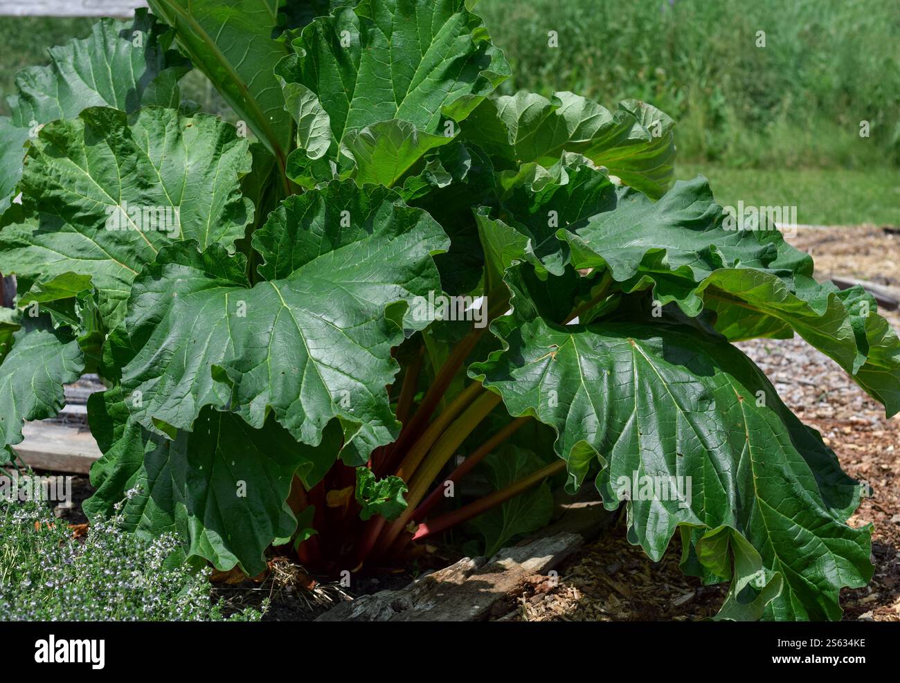 Huge rhubarb hi-res stock photography and images - Alamy