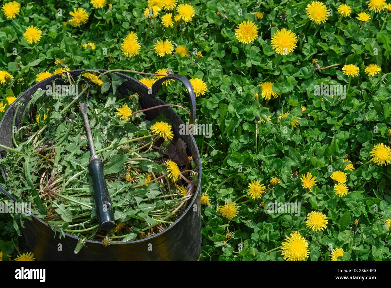Large garden bucket filled with pulled dandelion weeds Stock Photo - Alamy