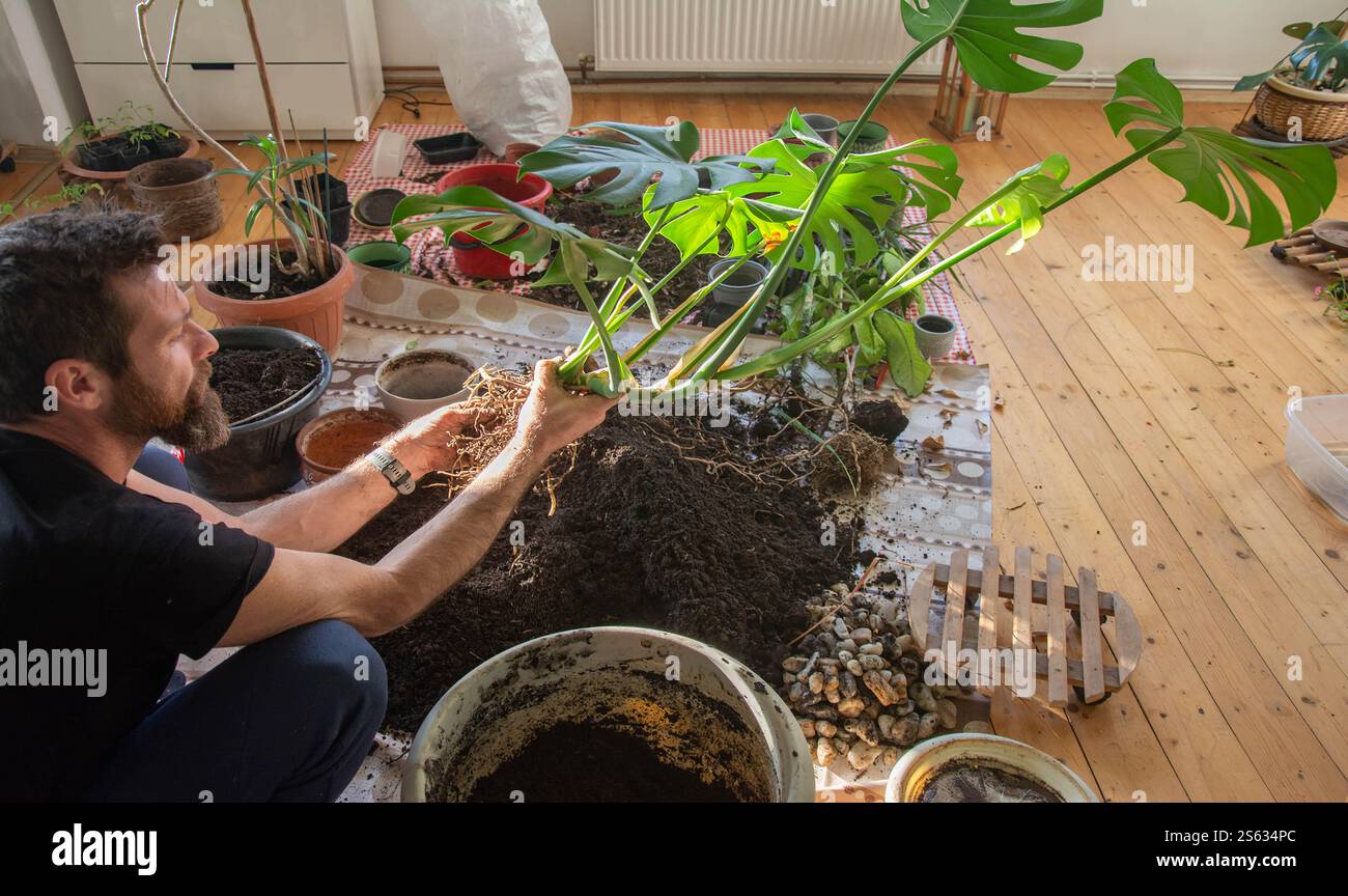 men hands prune and transplant indoor plants at home Stock Photo - Alamy