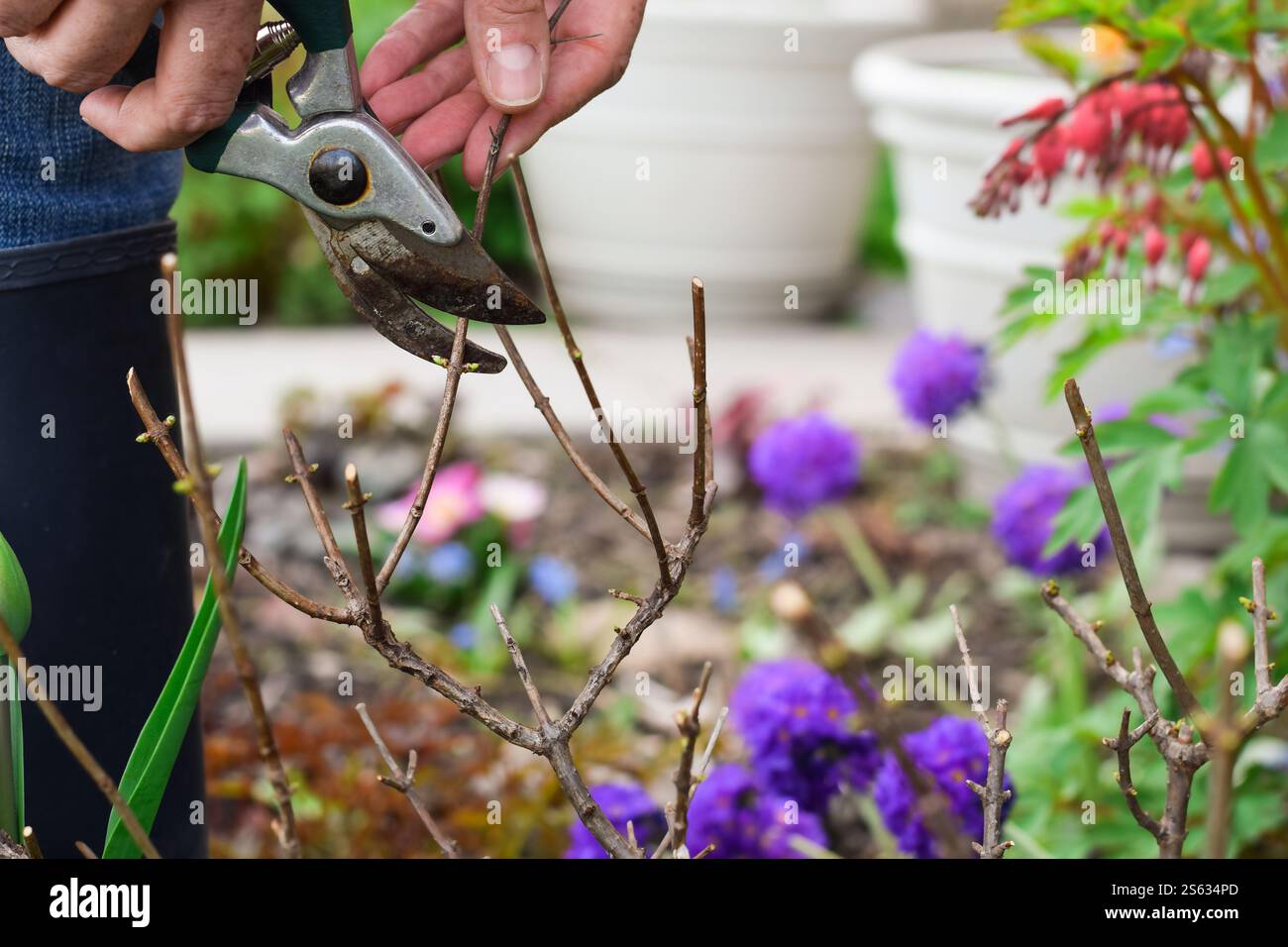 Closeup womans hands pruning hydrangea bush in the spring in a garden ...