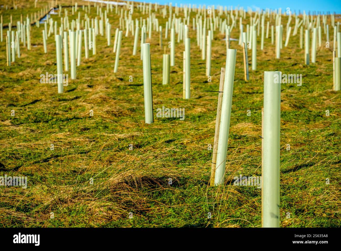 Newly planted trees in the Peak District Stock Photo - Alamy