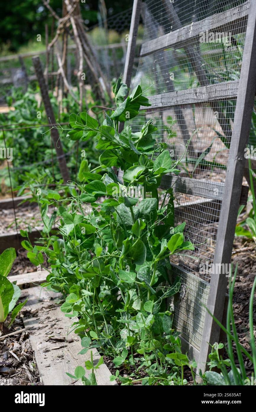 Peas growing and mesh hi-res stock photography and images - Alamy