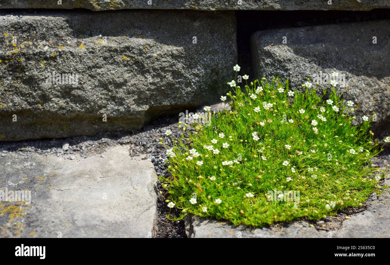 Irish moss perennial plant, green with white flowers, growing between ...