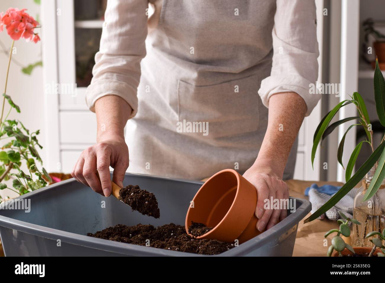 Woman is scooping soil into a terracotta plant pot for planting ...