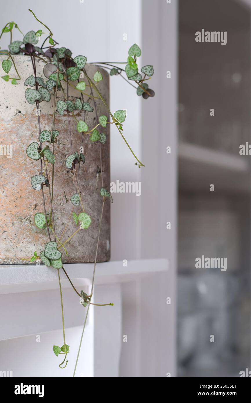 String of hearts vine houseplant on white shelf in concrete container ...