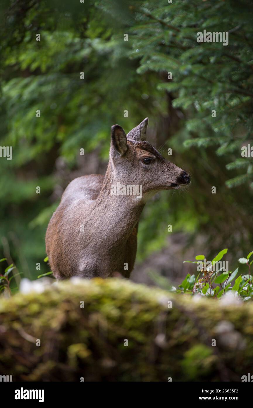 Sitka Blacktail Deer (Odocoileus hemionus sitkensis) in old growth ...
