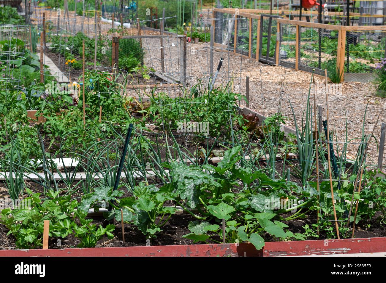 Community allotment garden divided into individual plots, growing ...