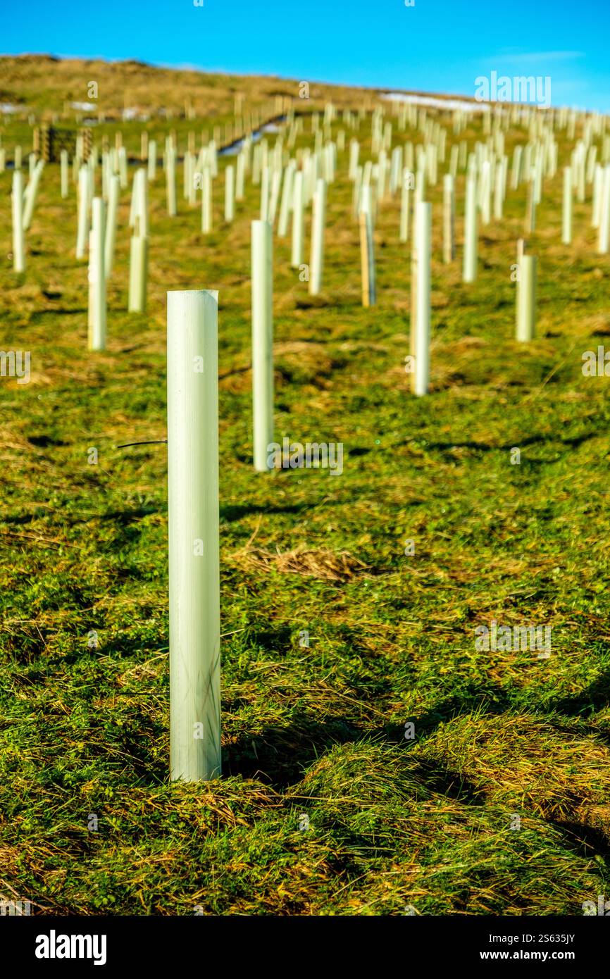 Newly planted trees in the Peak District Stock Photo - Alamy