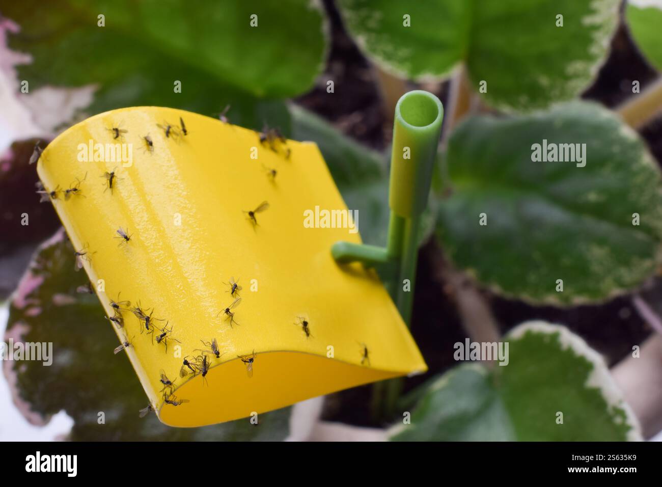 Yellow sticky paper with fungus gnats in a plant pot Stock Photo - Alamy