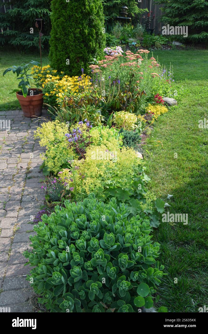 Flower bed with perennial plants in a backyard garden in the summer ...