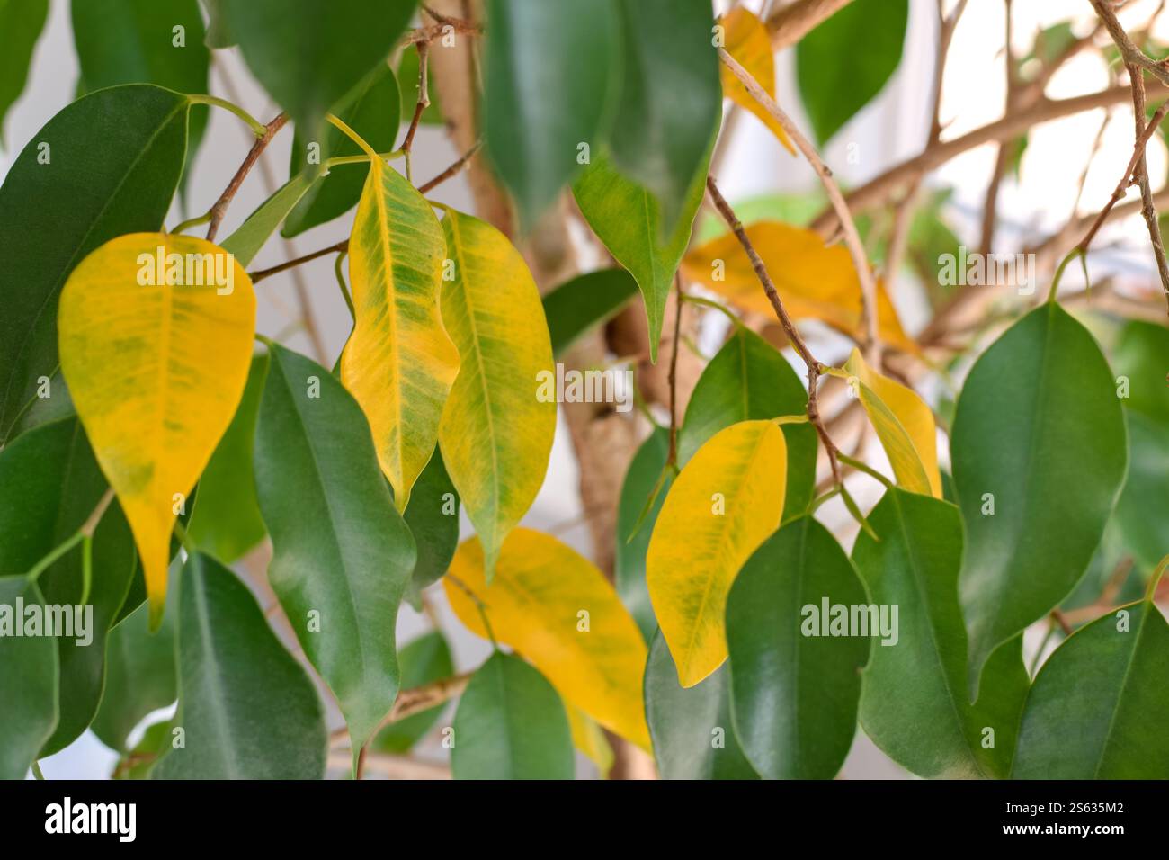 Yellowed leaves on Ficus Benjamina houseplant Stock Photo - Alamy