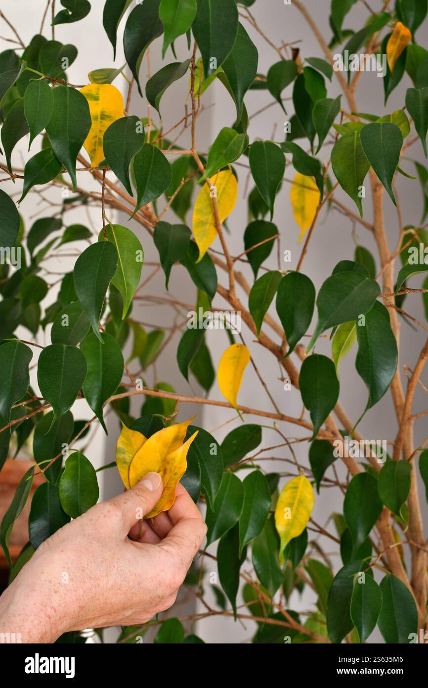 Woman's hand holding yellowed Ficus Benjamina tree leaves Stock Photo ...
