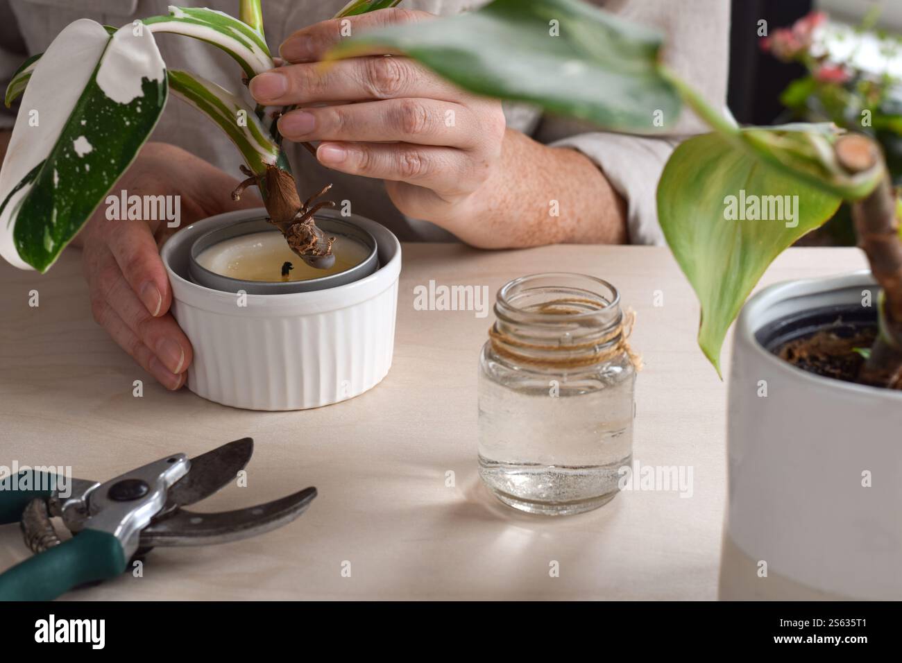 Woman dipping plant cutting into candle wax for protection Stock Photo ...