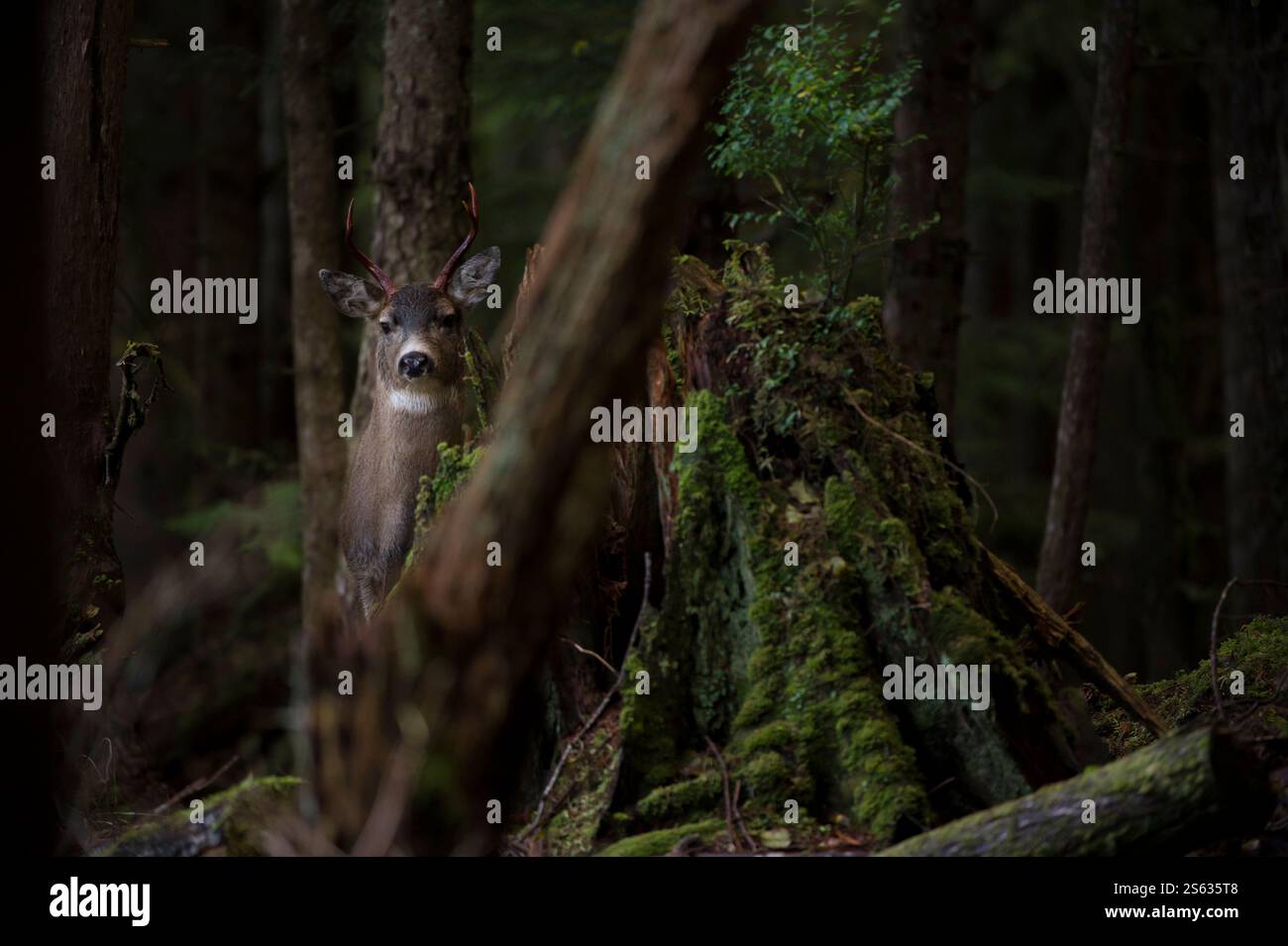 Sitka Blacktail Deer (Odocoileus hemionus sitkensis) in old growth ...