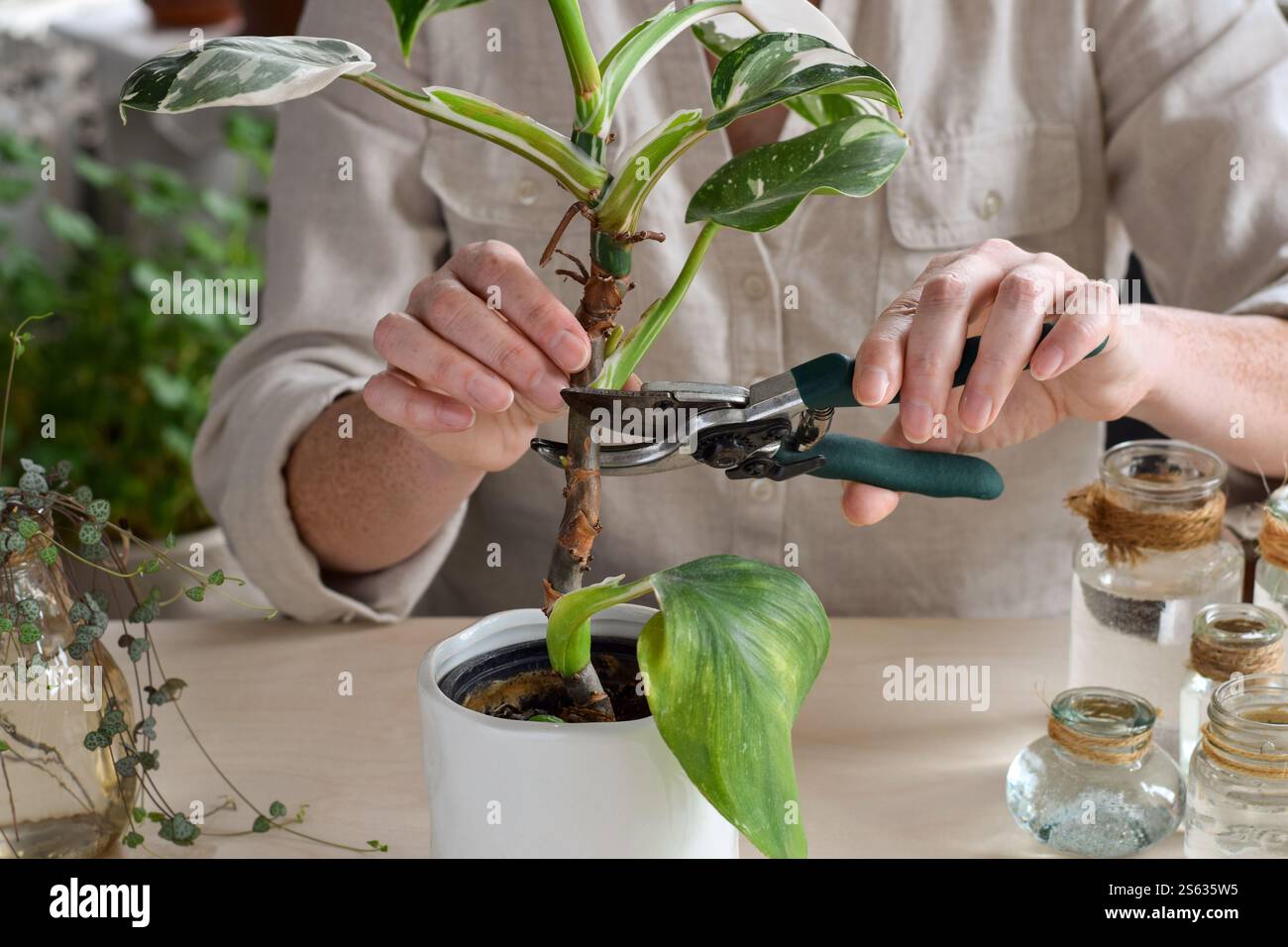 Woman's hands cutting philodendron white wizard plant stem for ...