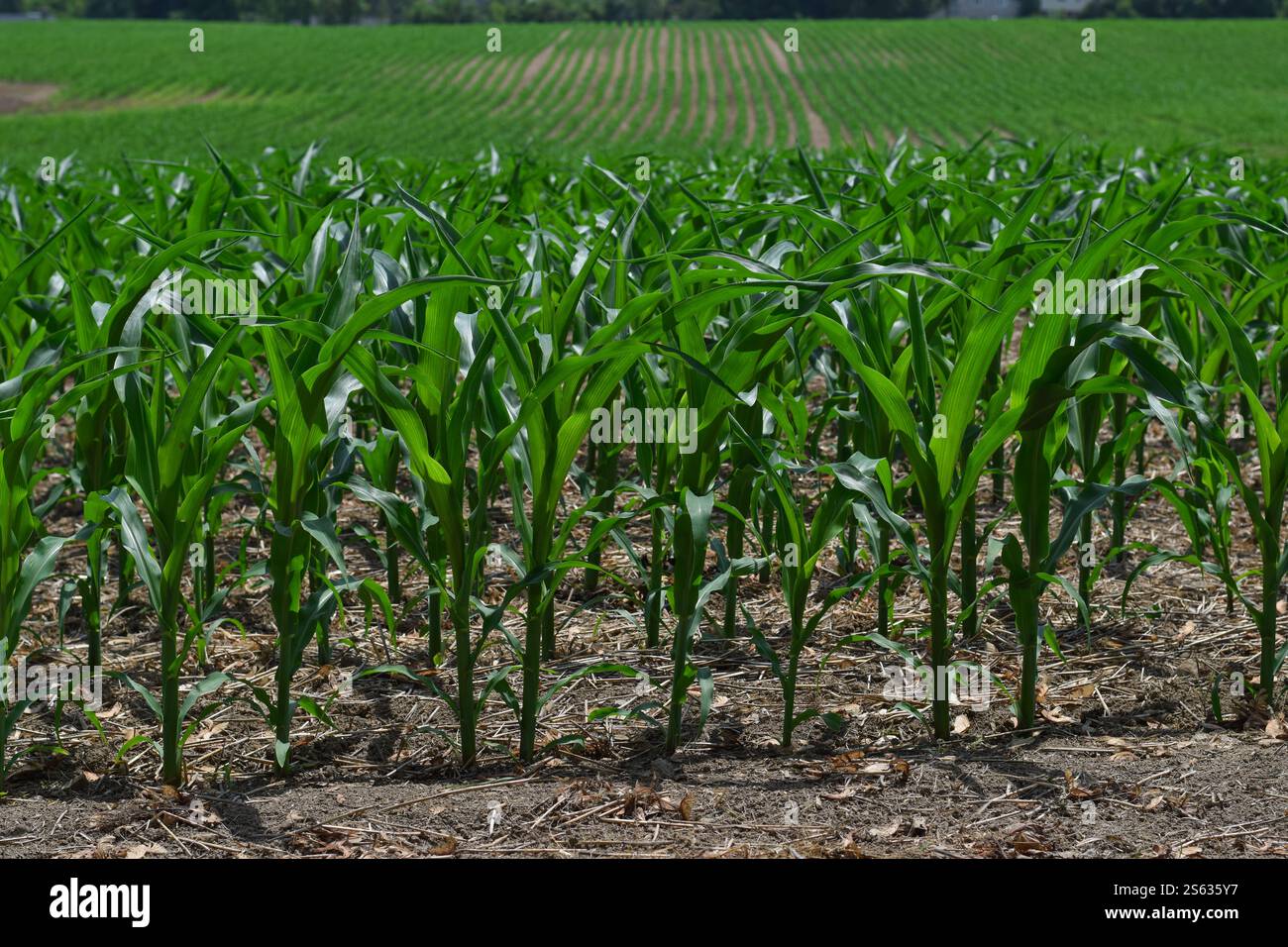 Agricultural farmland corn crop hi-res stock photography and images - Alamy