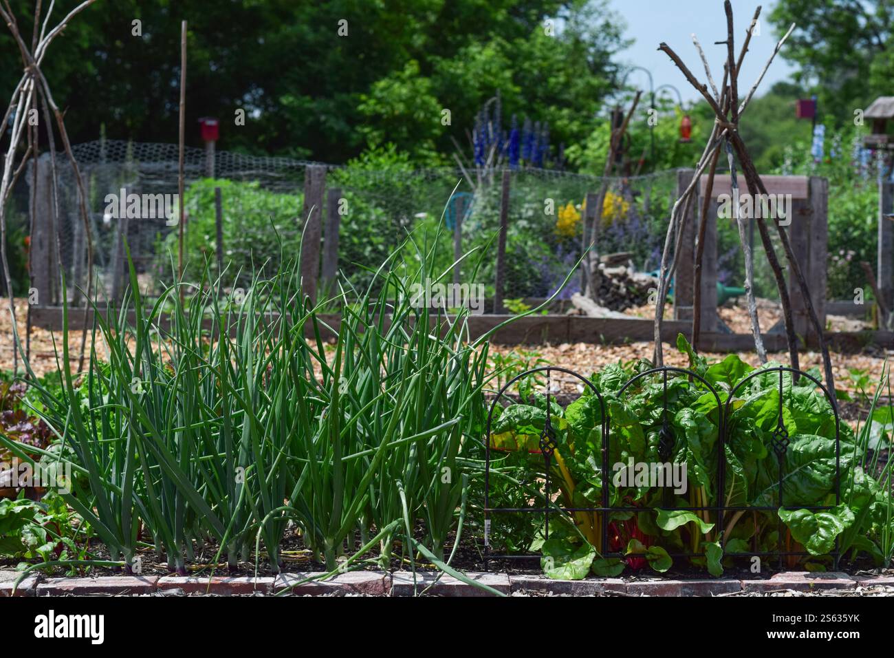 Vegetables growing in a community garden Stock Photo - Alamy
