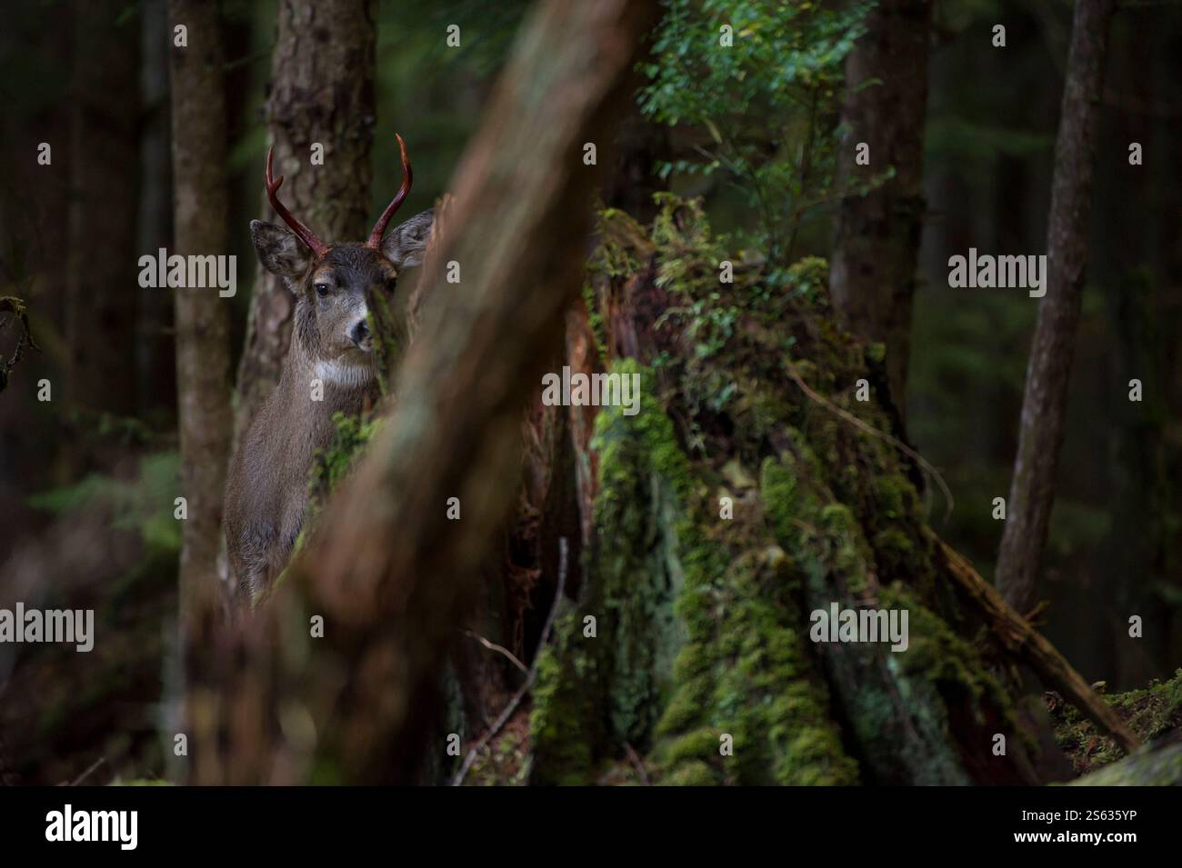 Sitka Blacktail Deer (Odocoileus hemionus sitkensis) in old growth ...