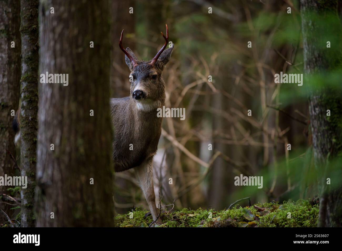 Sitka Blacktail Deer (Odocoileus hemionus sitkensis) in old growth ...