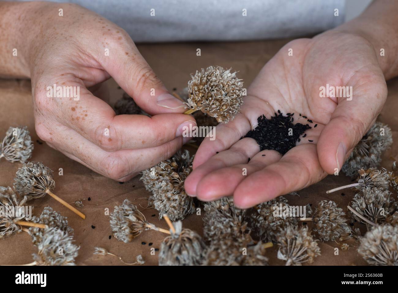 Closeup woman collecting seeds from dry chives flowers into palms of ...