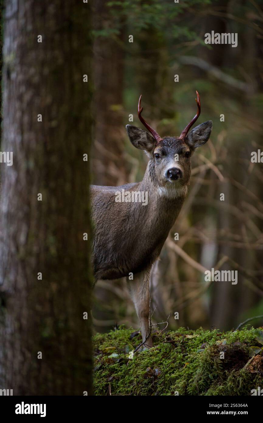 Sitka Blacktail Deer (Odocoileus hemionus sitkensis) in old growth ...